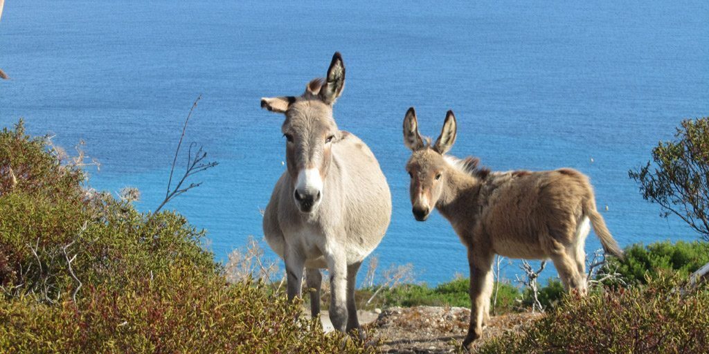 Isola dell'Asinara, Sardegna le spiagge più belle