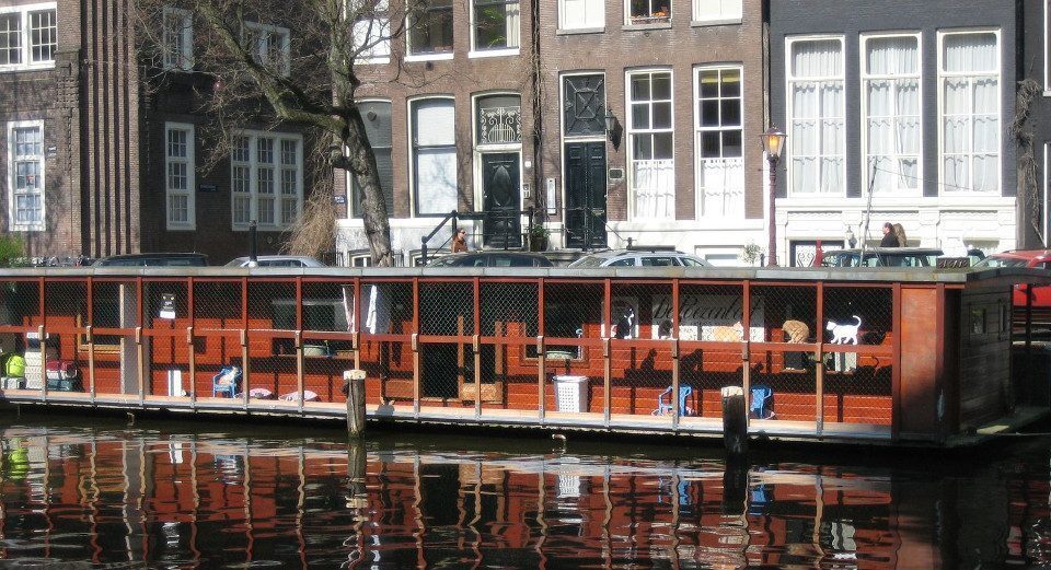 Catboat di Amsterdam: l'unico gattile al mondo galleggiante