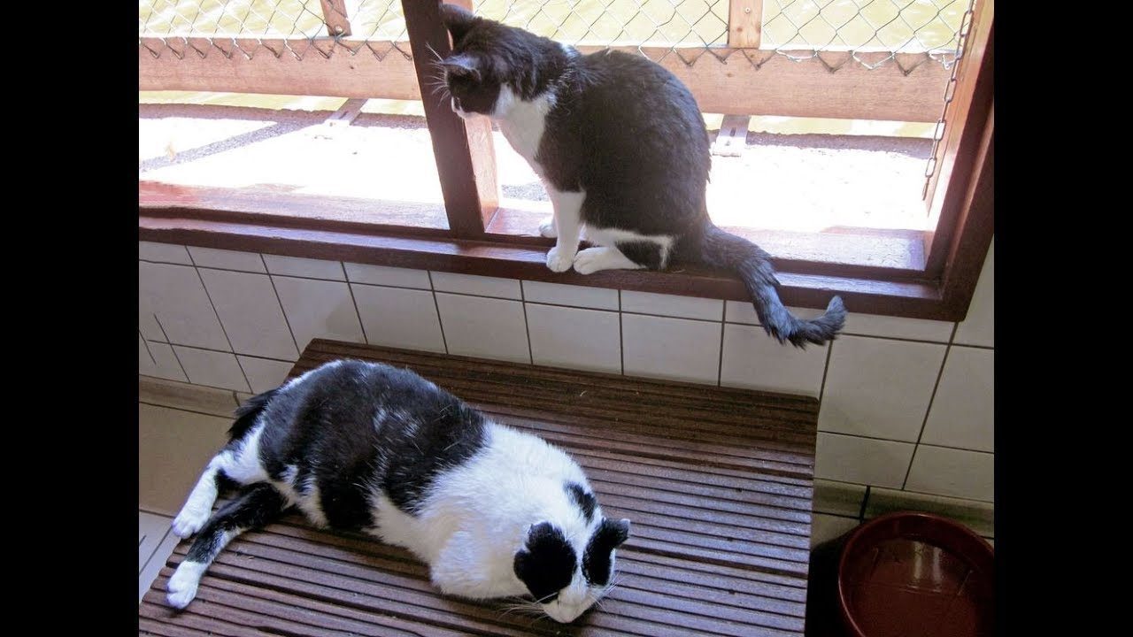 Catboat di Amsterdam: l'unico gattile al mondo galleggiante