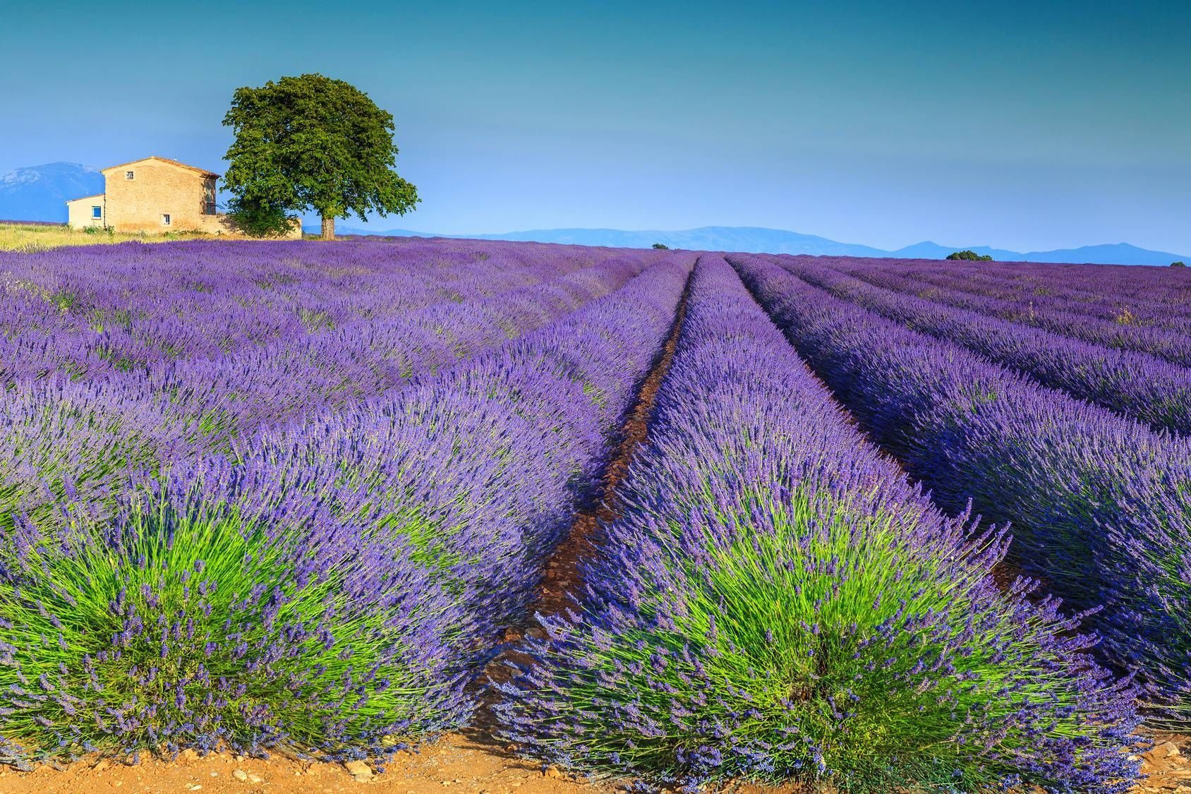 Valensole e i campi di lavanda: una giornata in Provenza