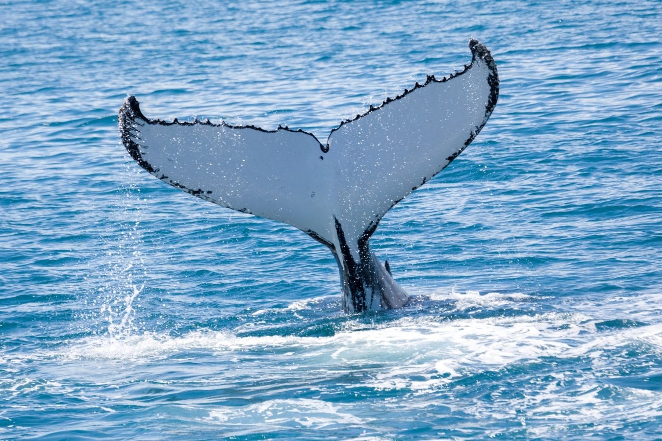 Dove vedere le balene, 7 luoghi imperdibili - Viaggi Low Cost